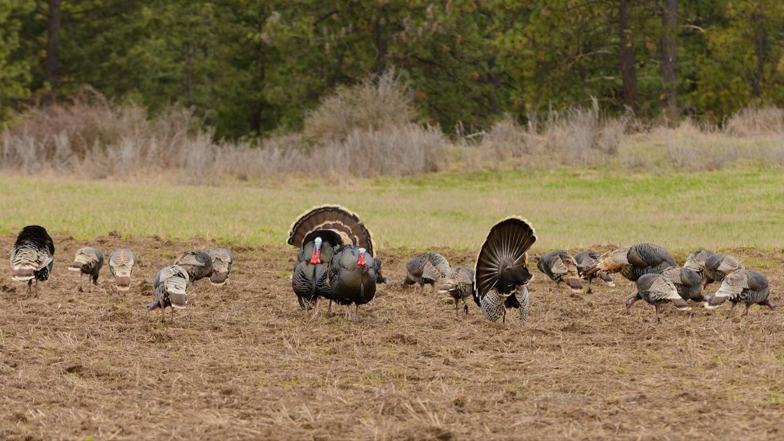 5 Spring Turkey Hunting Tips | HECS Hunting